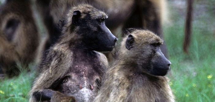 Researchers show that bold baboons learn to solve tasks from other baboons Researchers show that bold baboons learn to solve tasks from other baboons